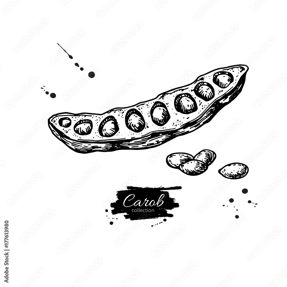 Carob vector superfood drawing. Isolated hand drawn illustratio Stock ...
