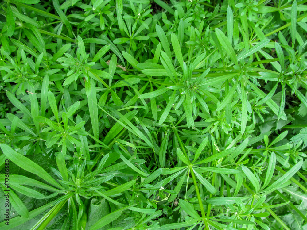 Green floral background of the Galium aparine - top view. Green ...