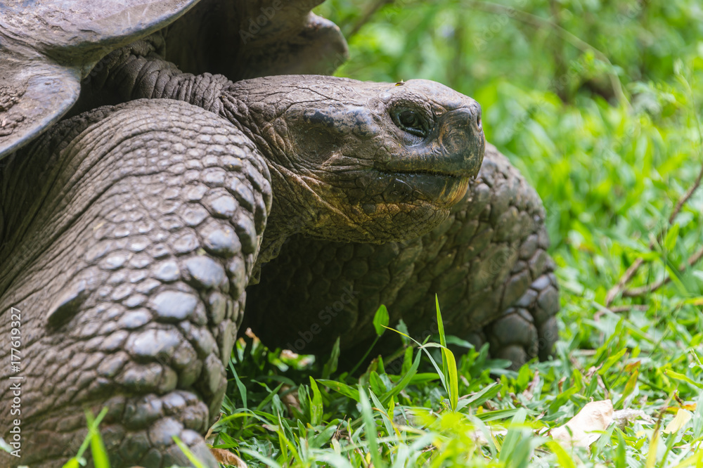 Giant Tortoise, (Geochelone nigra), the largest living species of ...