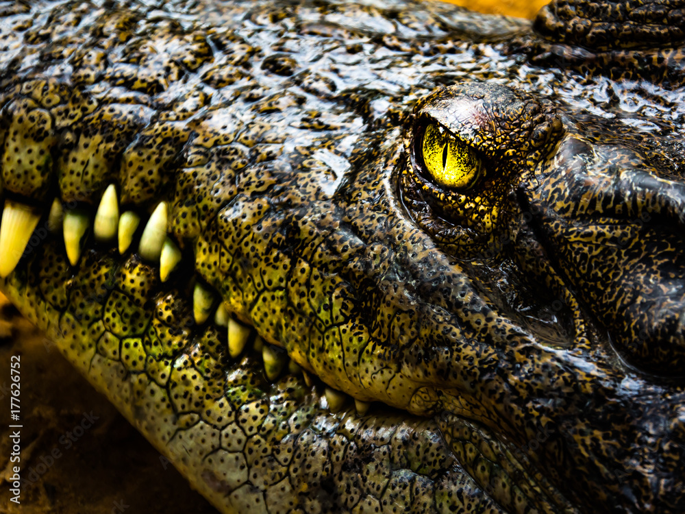 Face of Crocodile and beautiful eye and teeth Stock Photo | Adobe Stock