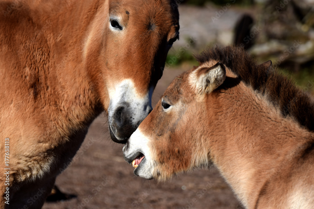 Mongolian Wild Horses