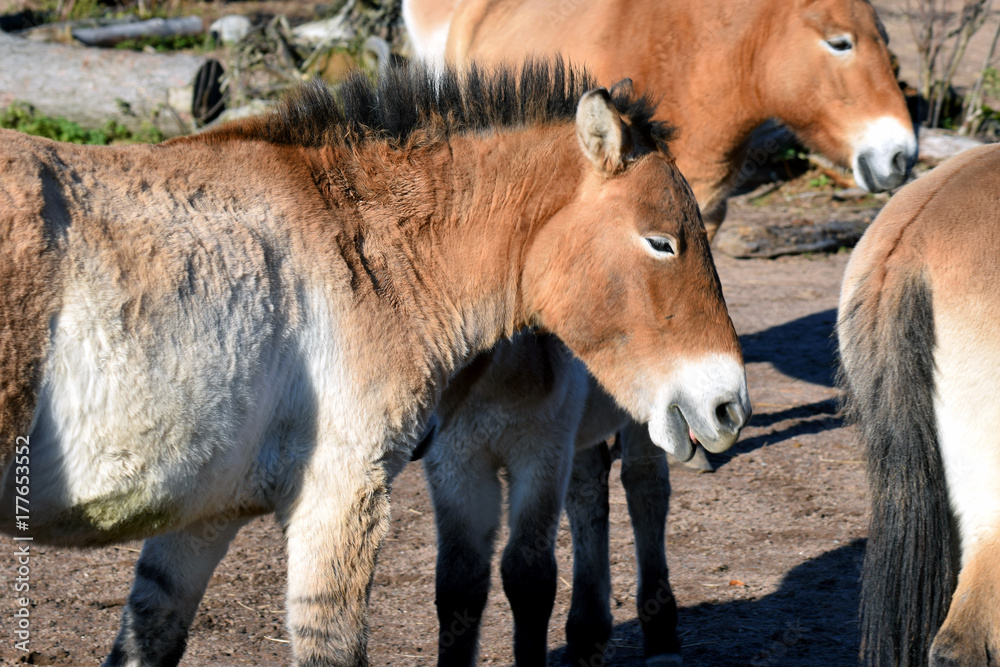 Mongolian wild horses. Also known as Przewalski's or Dzungarian horse ...
