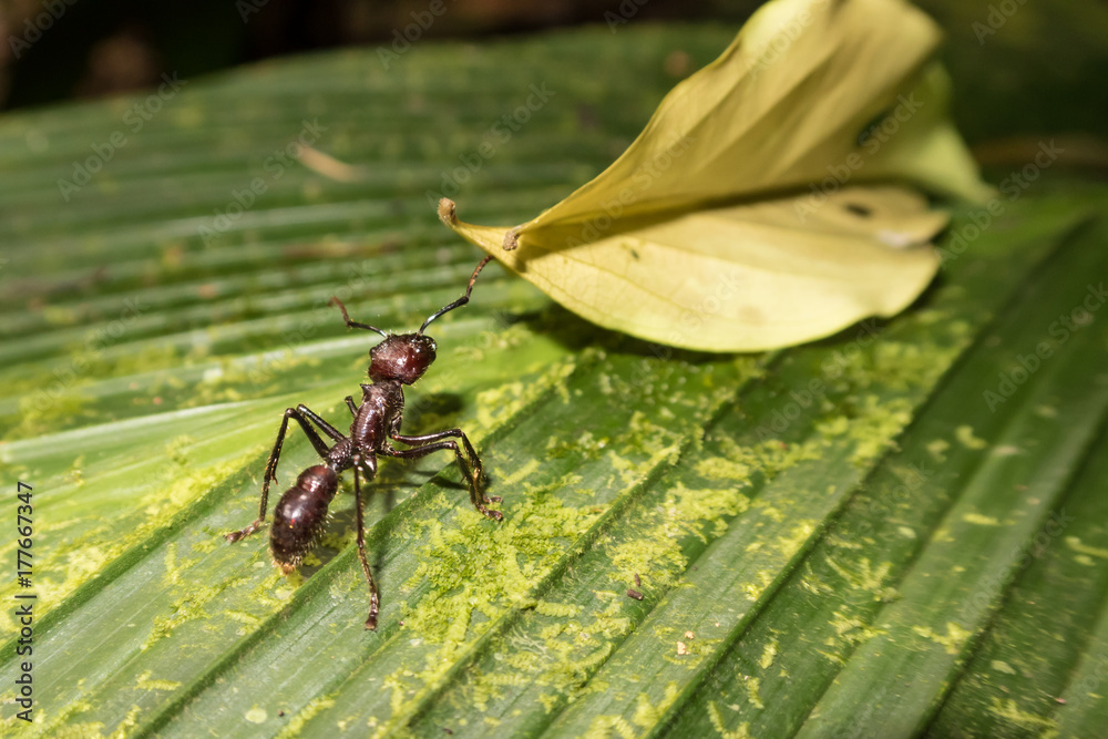 Costa Rica Insects Stock Photo | Adobe Stock