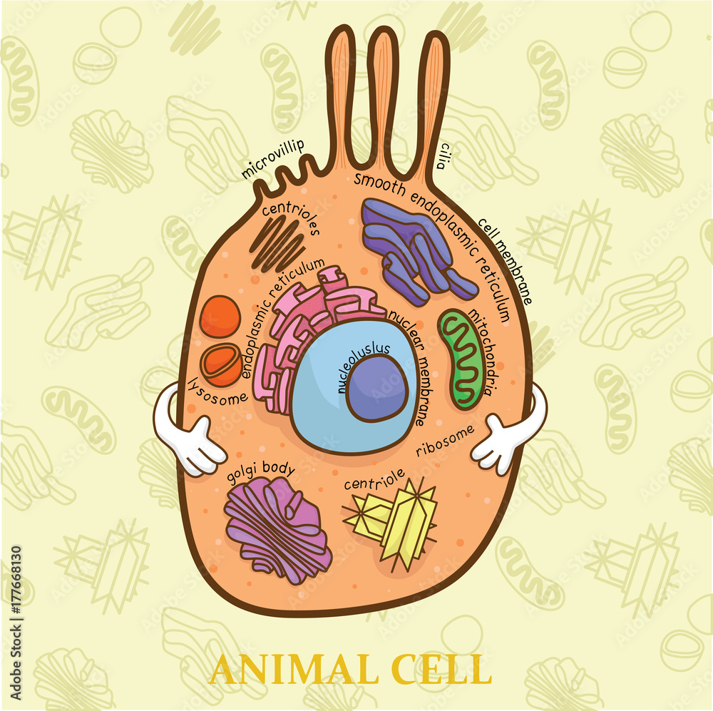 Education chart of biology for animal cell diagram Stock Vector | Adobe ...