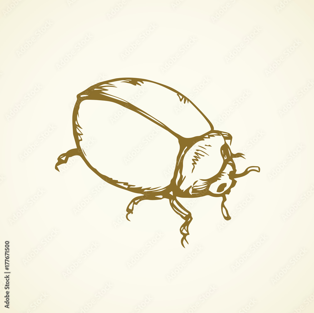 Beetle. Vector drawing Stock Vector | Adobe Stock