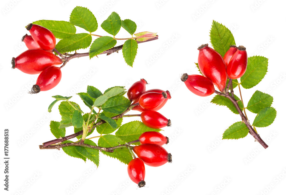 Rosa Canina Fruit