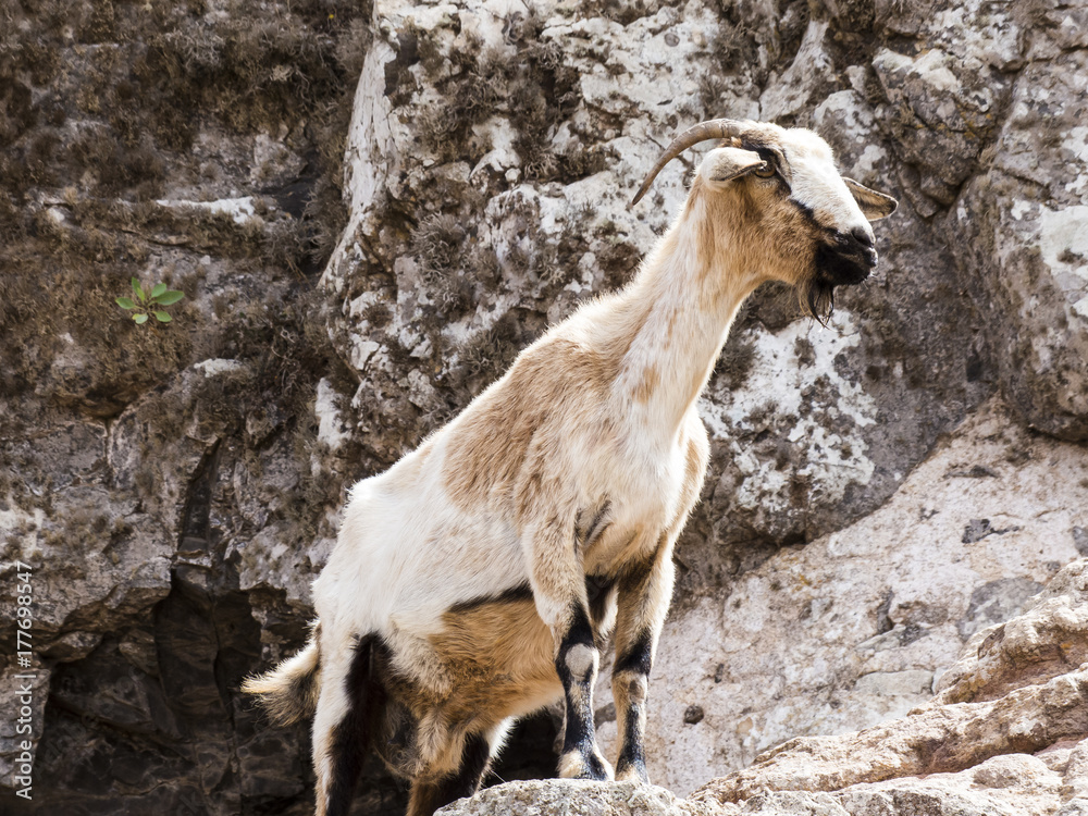 Typical Canary Island Fuerteventura goat for cheese production. Stock ...