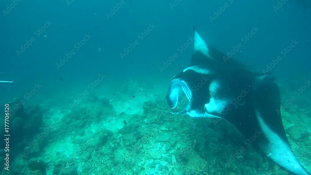 Giant Reef manta ray - Manta alfredi damaged, with traces of teeth of a ... Giant Reef manta ray - Manta alfredi damaged, with traces of teeth of a ...