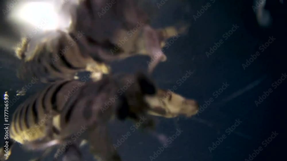 zebra mantis shrimp - Lysiosquillina maculata swims under the surface ...