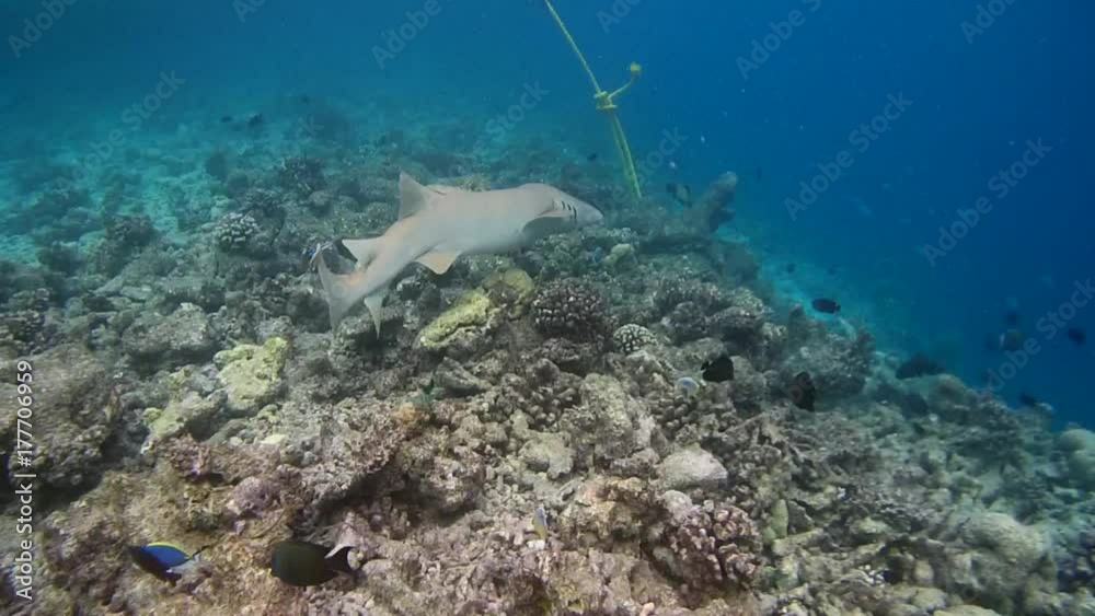 Tawny nurse sharks - Nebrius ferrugineus swims over coral reef, Indian ...