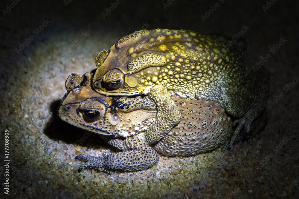 Common brown toads reproduce at night, female carrying male on her back ...