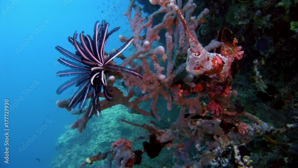 Motley Sea lily Crinoidea class of echinoderms underwater on seabed in ...