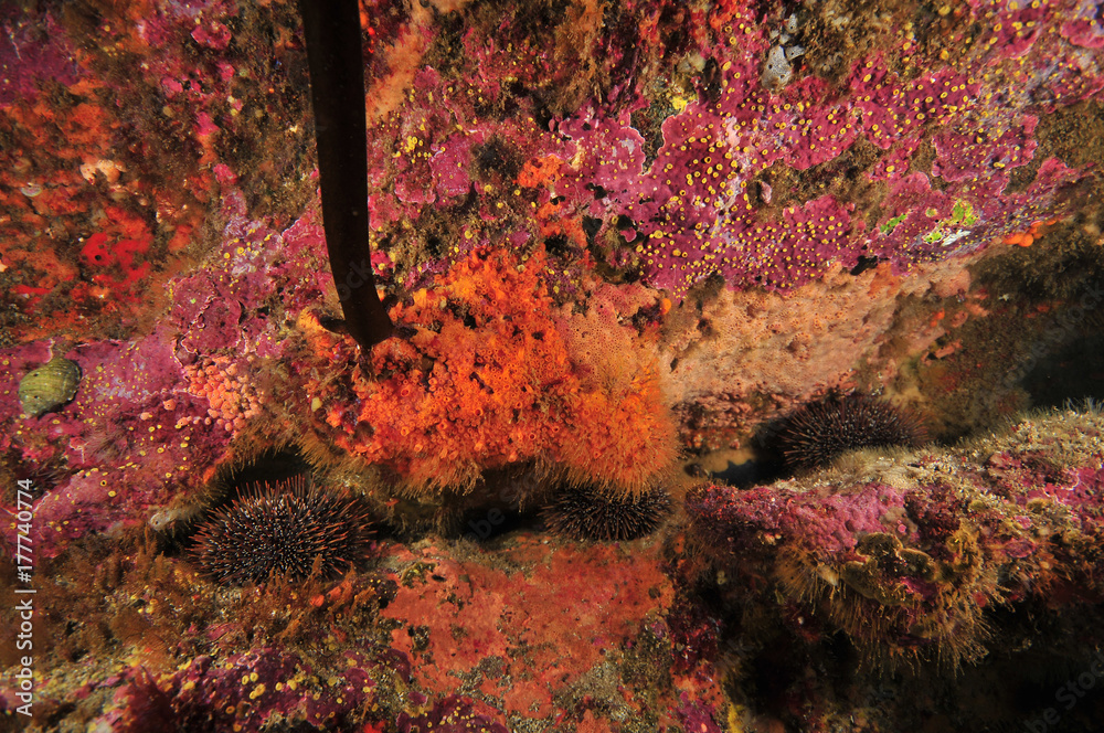 Pink Coralline Algae