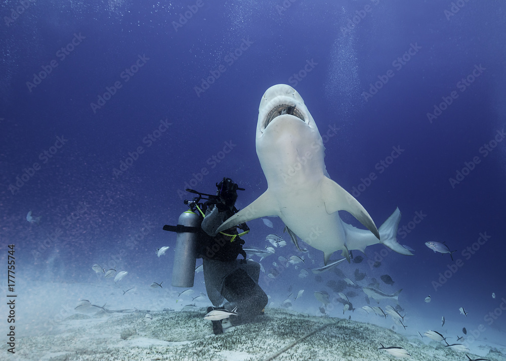 Foto de Bull and diver during a bull shark feed dive on the ocean floor ...