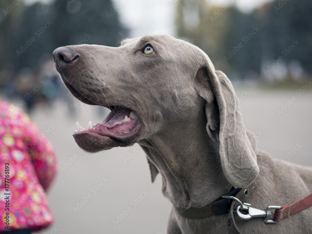 Silver Gray Weimaraner
