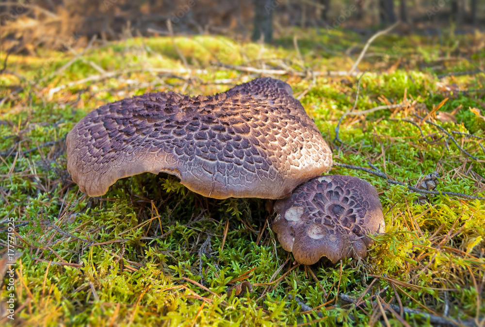 Foto de Shingled hedgehog (Sarcodon imbricatus) - rare edible wild ...