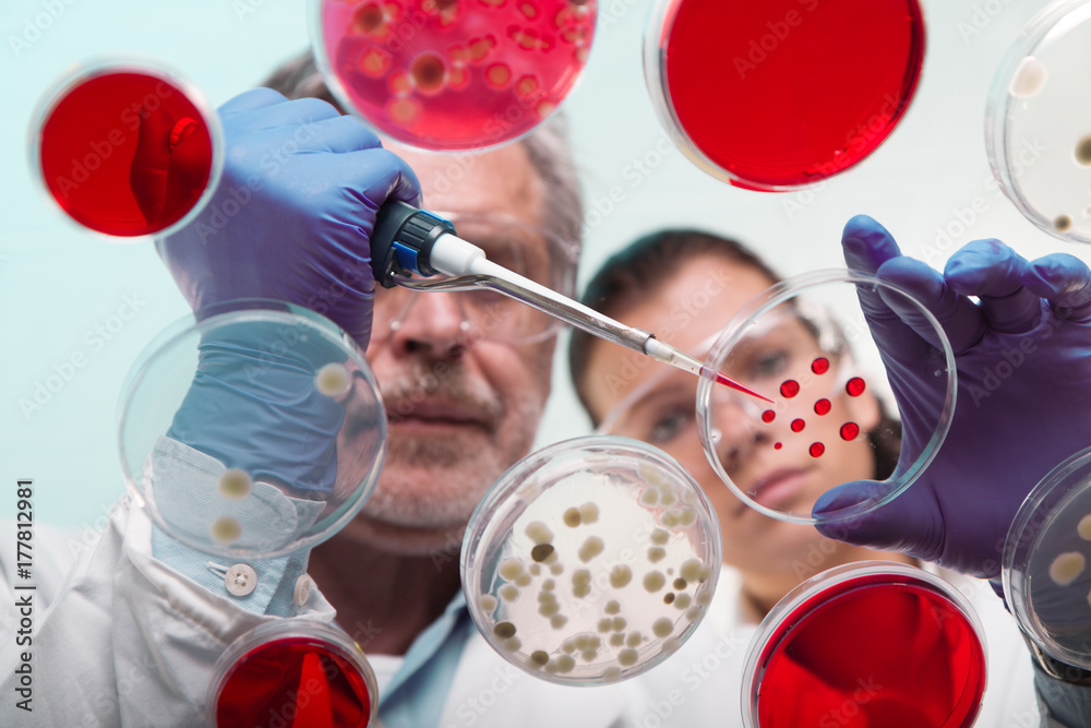 Scientists researching in laboratory, pipetting cell culture samples ...