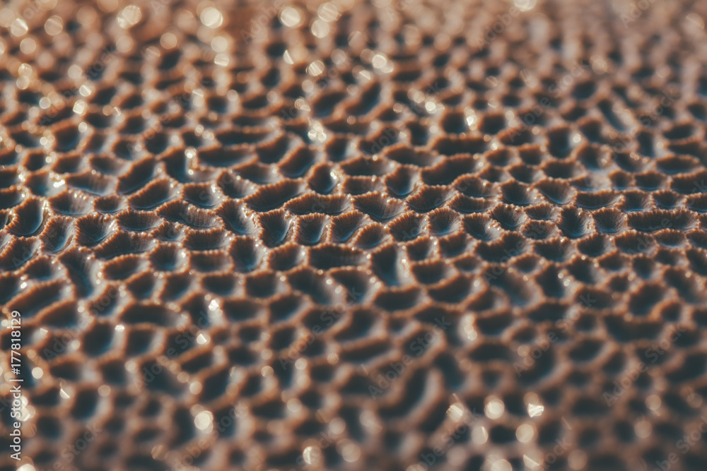 Coral Reef Texture Stock Photo | Adobe Stock