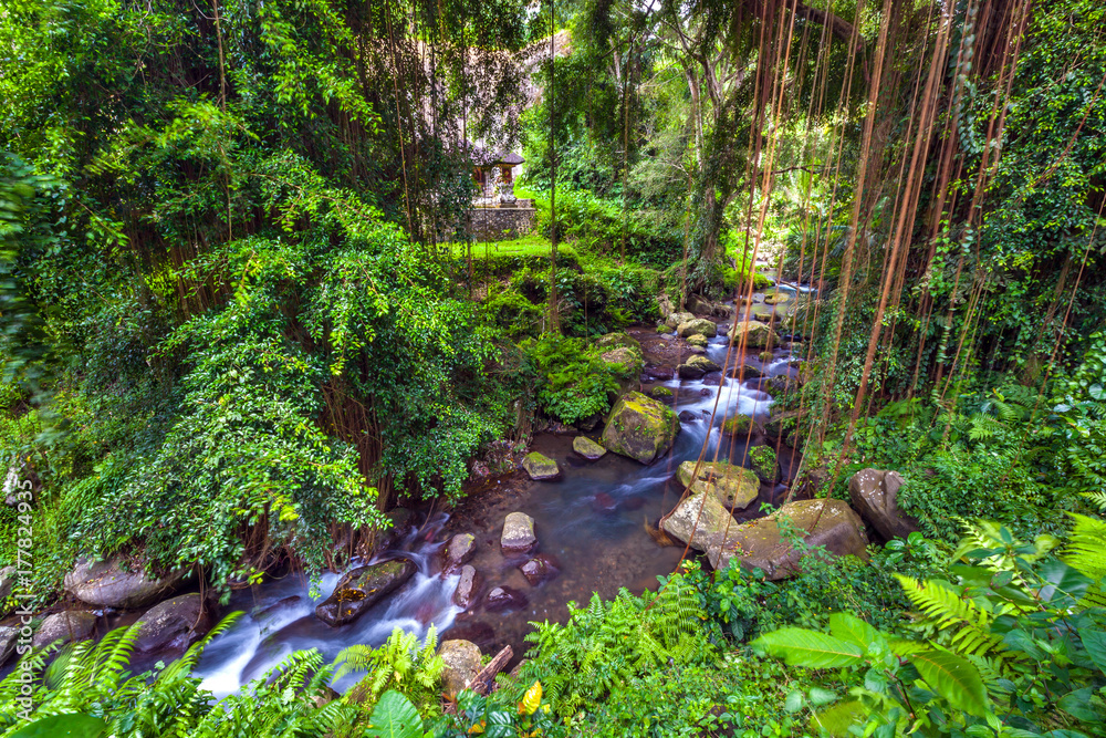 Forest river, with hanging lianas on the background of the courtyard of ...