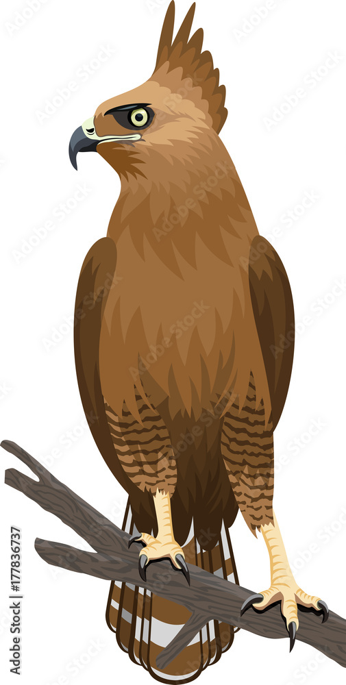 Javan Hawk Eagle