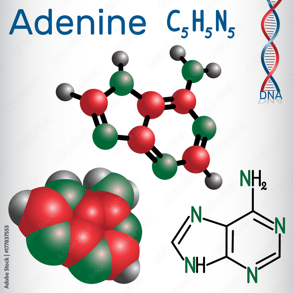 Adenine (A, Ade) - purine nucleobase, fundamental unit of the genetic ...