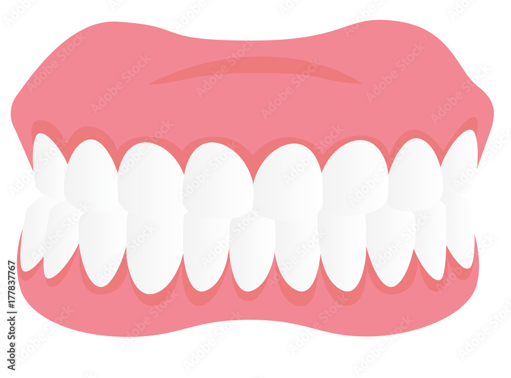 Dental jaw model with teeth and gums vector cartoon illustration ...