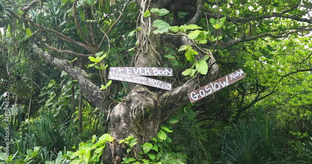 Hand painted beach warning sign tropical tree Hilo Hawaii. Big Island ...