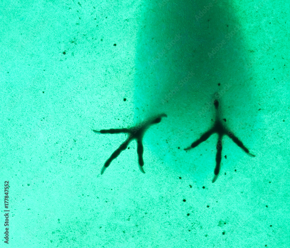 bird-s-feet-seen-through-a-plexiglass-foto-de-stock-adobe-stock