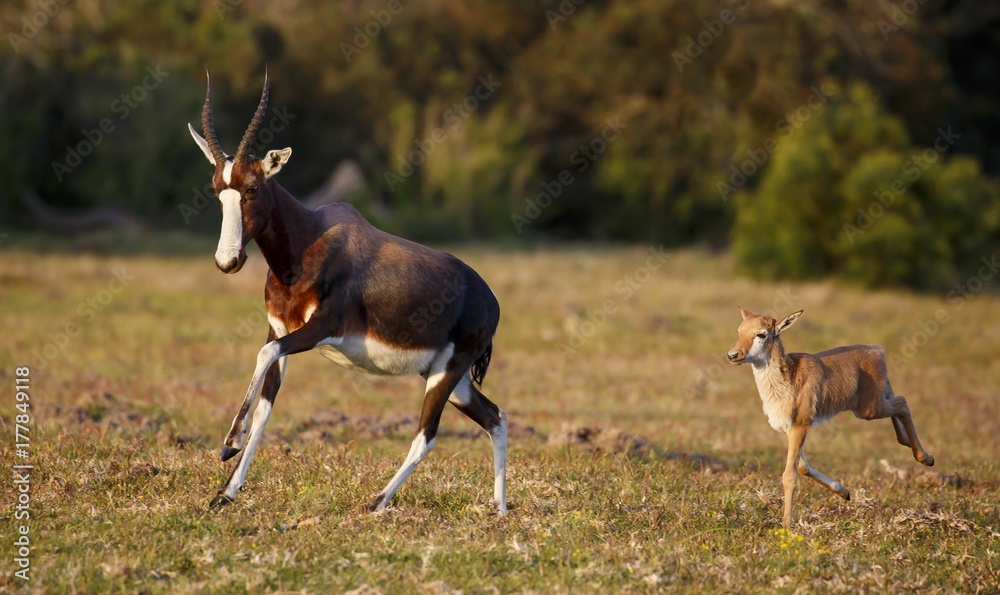 Baby Bontebok