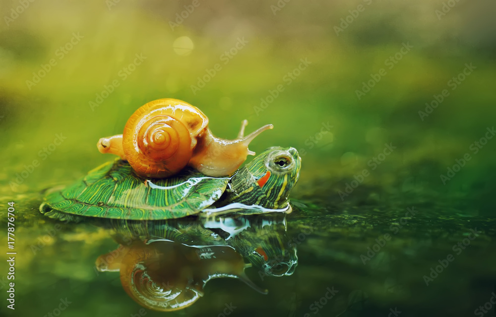 Snail And Turtle Stock Photo | Adobe Stock