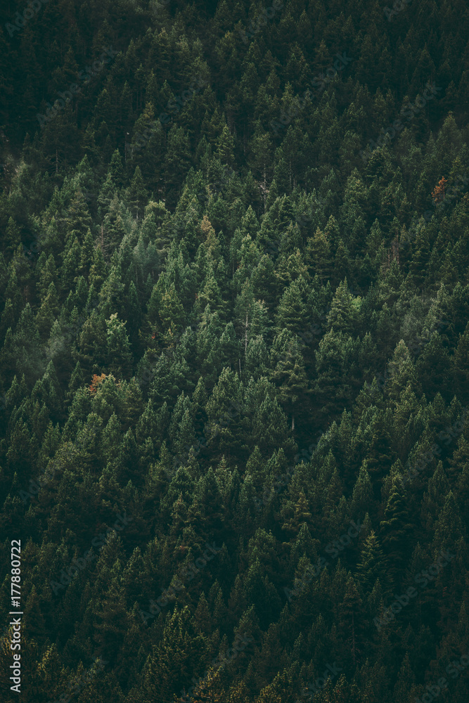 Fir tree forest far away. Stock Photo | Adobe Stock