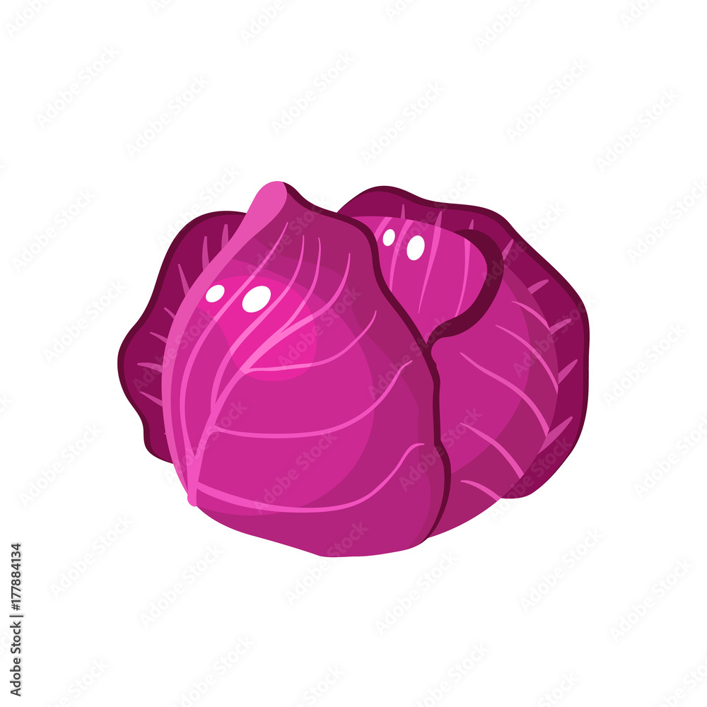 Red Cabbage Vector