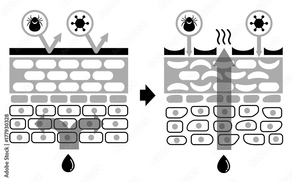 Sectional view of the skin.Comparison illustration of protection effect ...