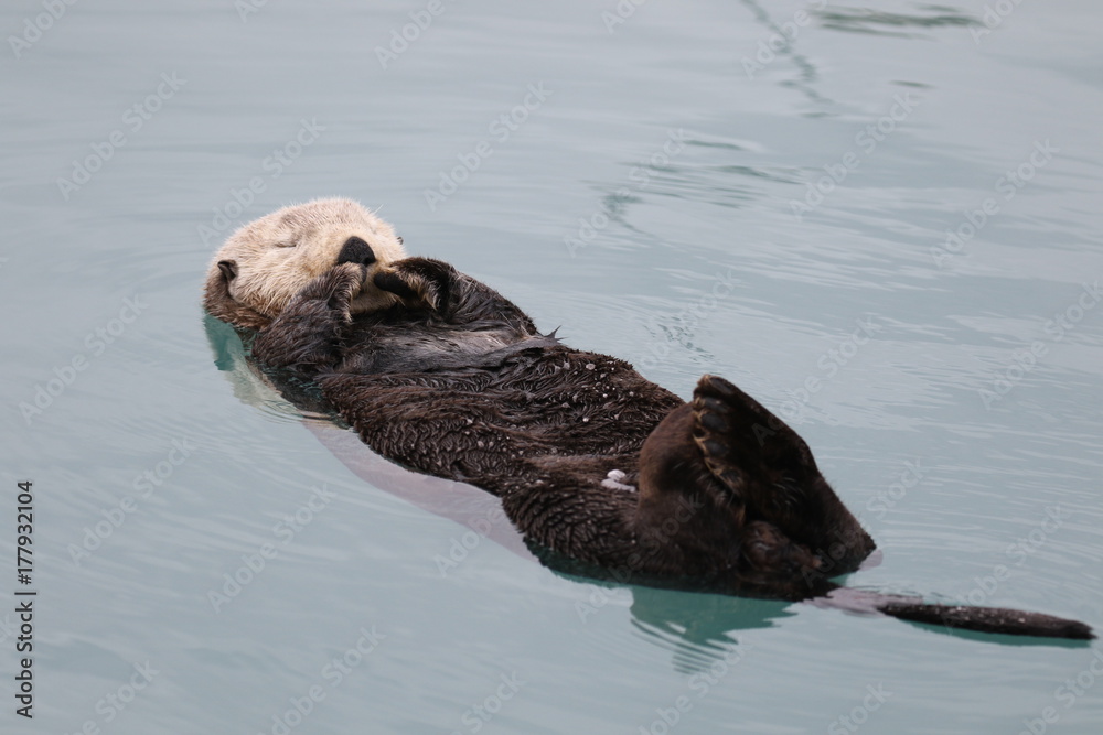 Seeotter schwimmt im Meer Stock Photo | Adobe Stock