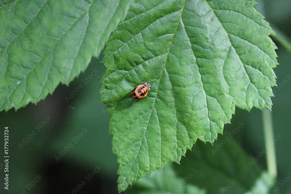 Poster Insekt – Wall Art | UkPosters