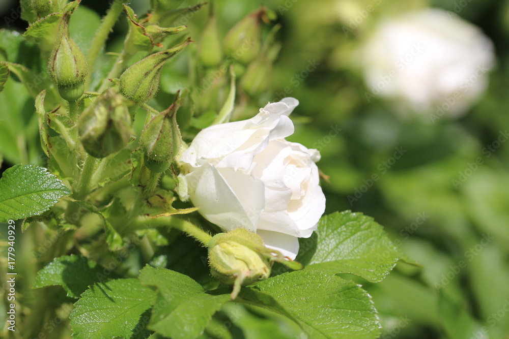 Rose weiß Stock Photo | Adobe Stock