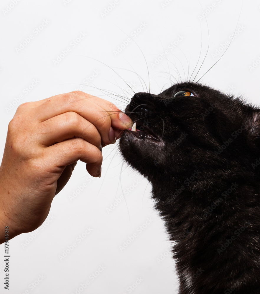 Cute black cat eating from on woman's hand in home on white background ...
