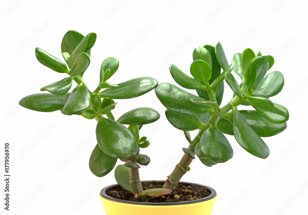 Geldbaum, Crassula ovata, Pfennigbaum Stock-Foto | Adobe Stock