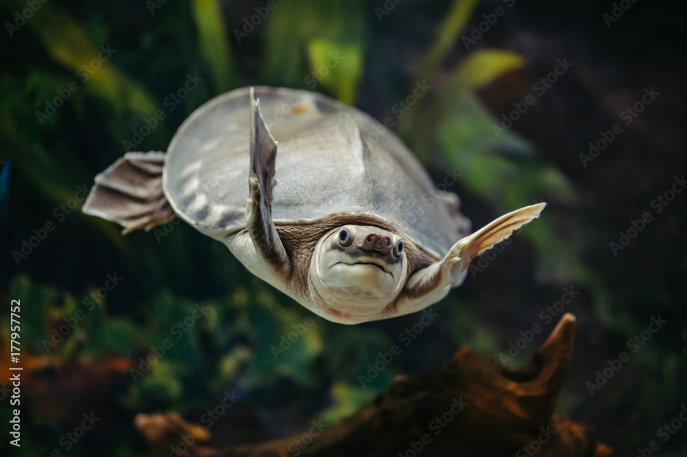 Carettochelys insculpta. Pig-nosed turtle is swimming in an aquarium ...