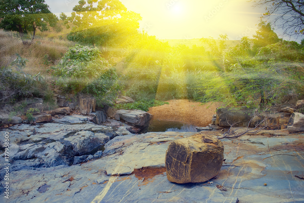 bush of Deccan plateau (India). Stock Photo | Adobe Stock