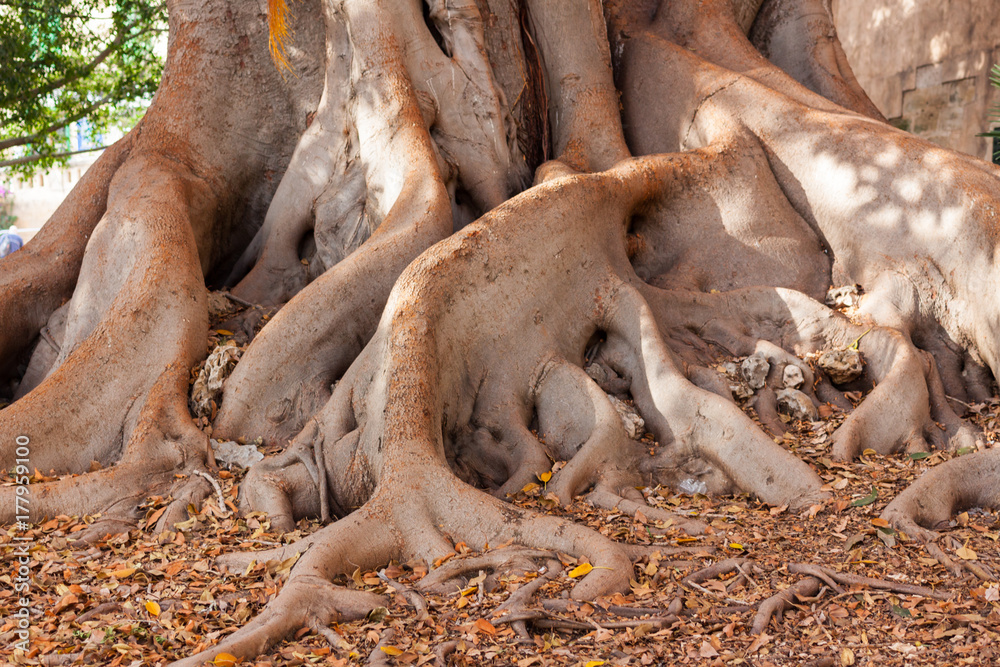 Roots of the giant ficus tree (Ficus macrophylla) in the garden of ...