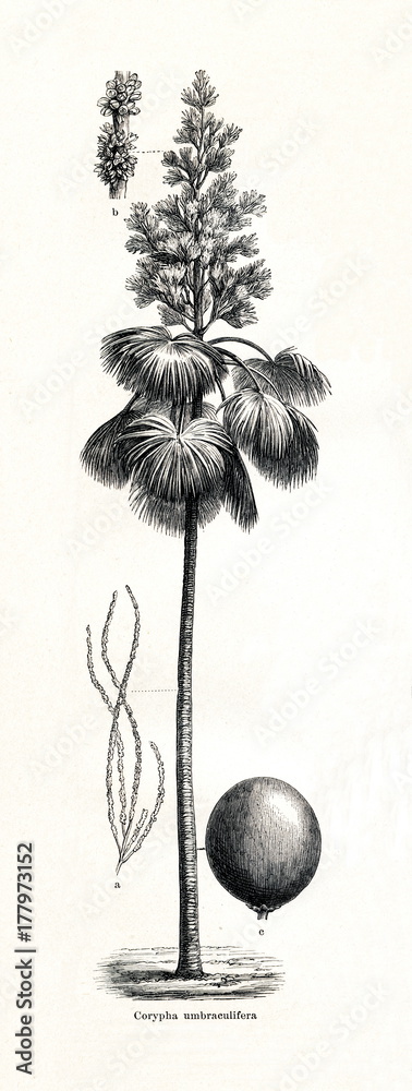 Talipot palm (Corypha umbraculifera) (from Meyers Lexikon, 1896, 13/442 ...