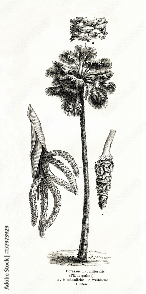 Palmyra palm (Borassus flabellifer) (from Meyers Lexikon, 1896, 13/442 ...