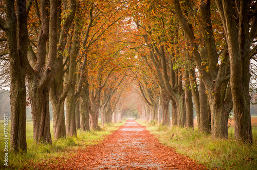 Free Trees Stock Photos and Videos - FOCA Stock