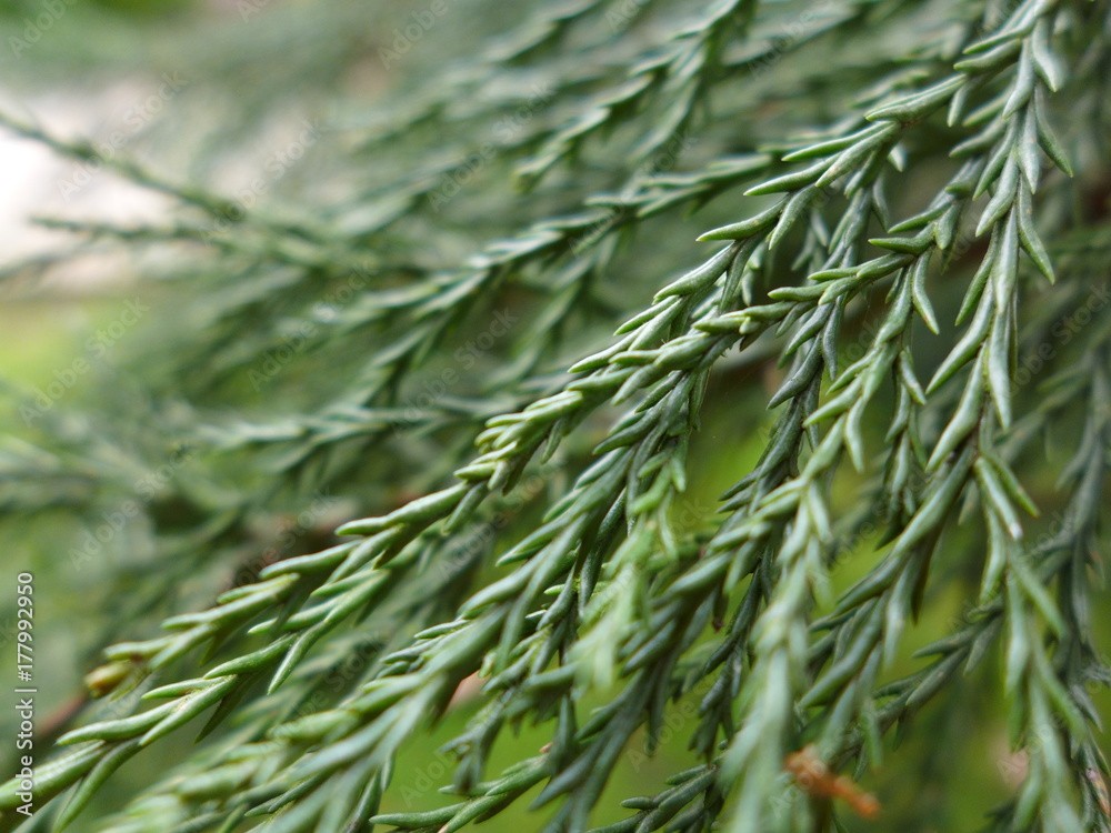 Sequoia Tree Needles