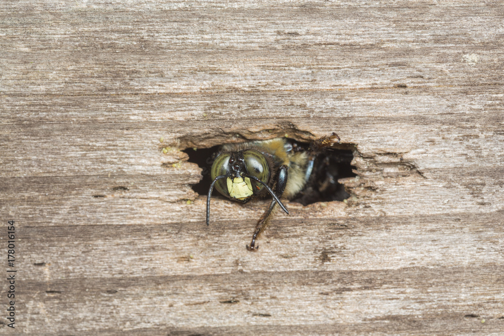 A carpenter bee emerging from a thight opening to her nest borrow in a ...