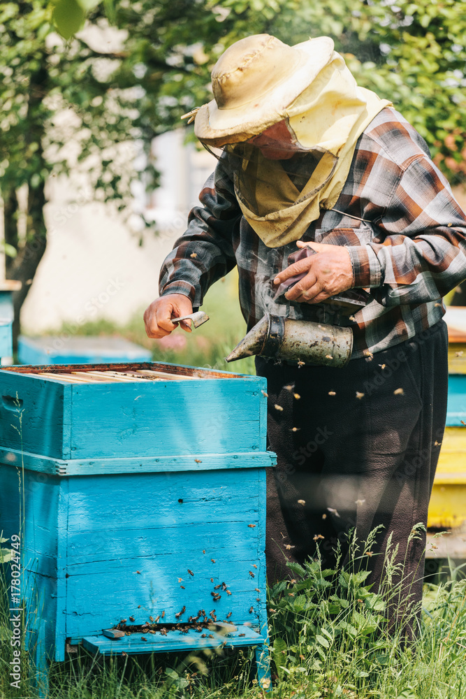 Senior Beekeeper Working On His Bee Hives with Bee Smoker Stock Photo ...
