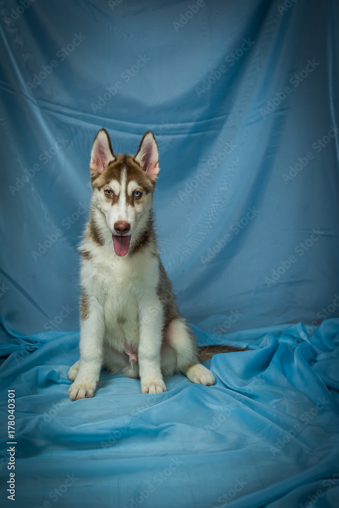 dog breed husky on a blue background, puppies of husky on a blue ...
