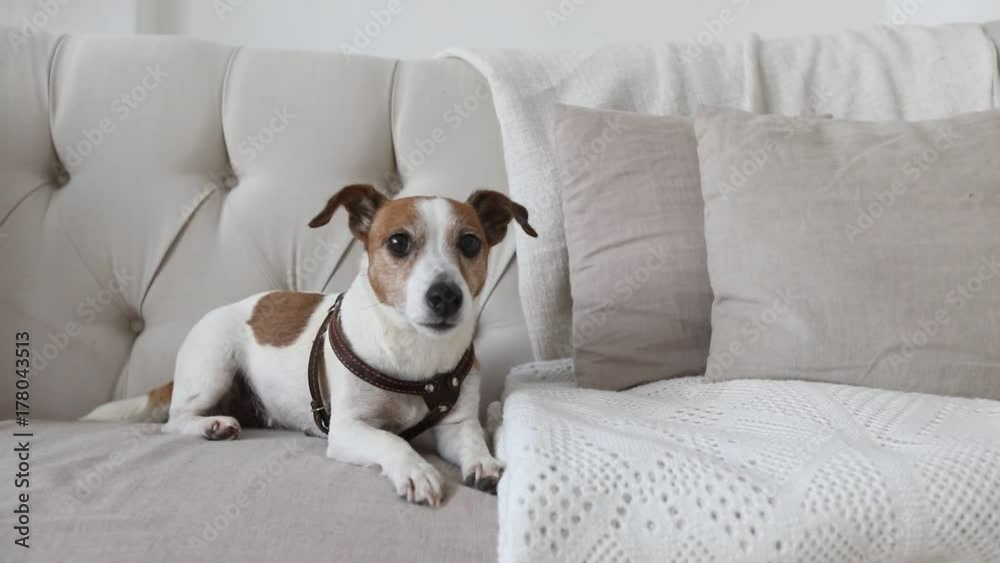 Dog Jack Russell Terrier sits on the couch and looks at the camera ...