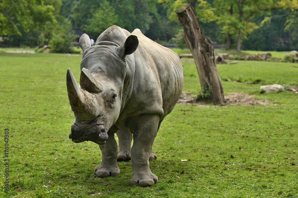 White rhinoceros in the beautiful nature looking habitat. Wild animals ...